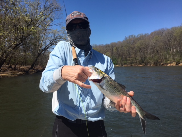 Shad Season Wrapup and Spring Striper Forecast - Tar-Pam Guide Service